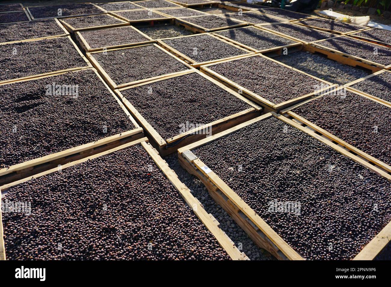 Ripe coffee fruits being dried on the ground near Antigua Guatemala ...