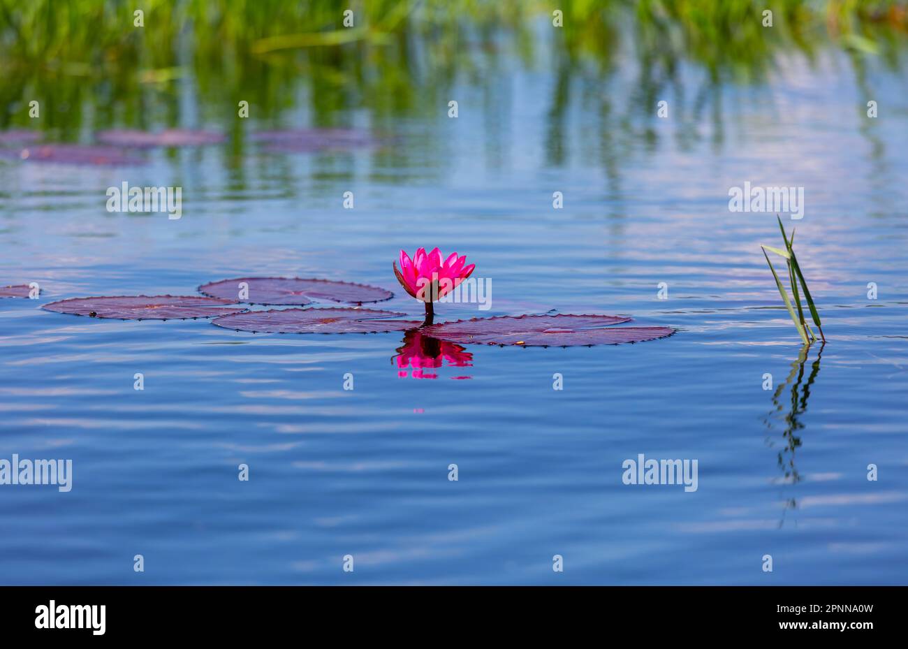Pink Lotus Flower Or Water Lily Floating On The Water, Myanmar Stock ...