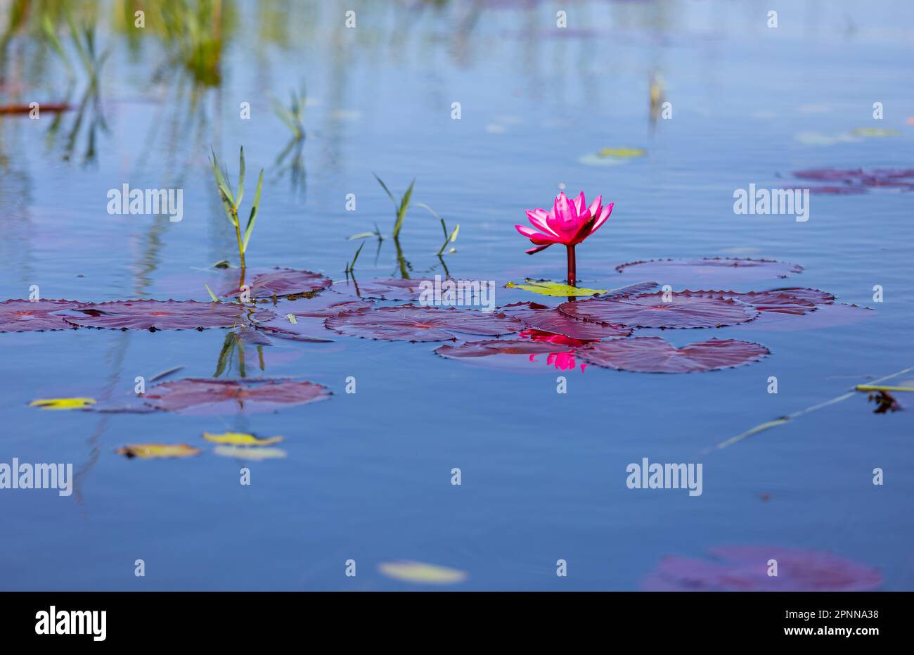Pink Lotus Flower Or Water Lily Floating On The Water, Myanmar Stock ...