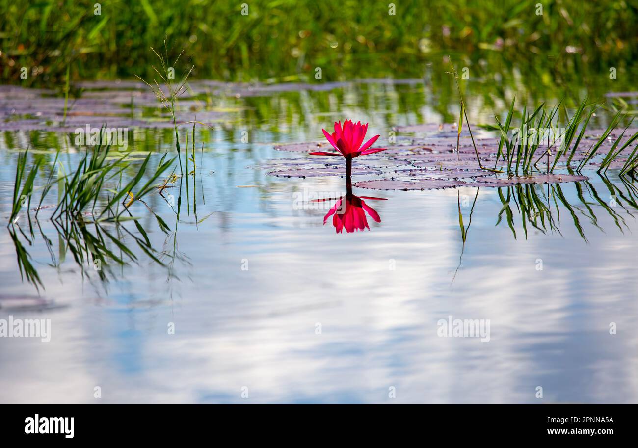 Pink Lotus Flower Or Water Lily Floating On The Water, Myanmar Stock ...