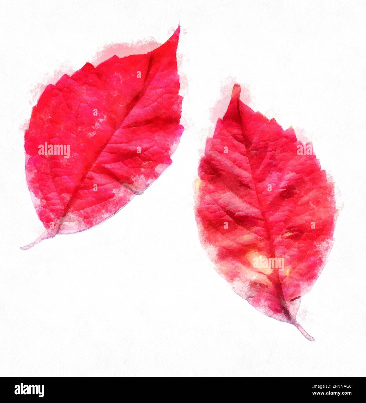 Bright red virginia creeper leaves, digital watercolor, photo ...