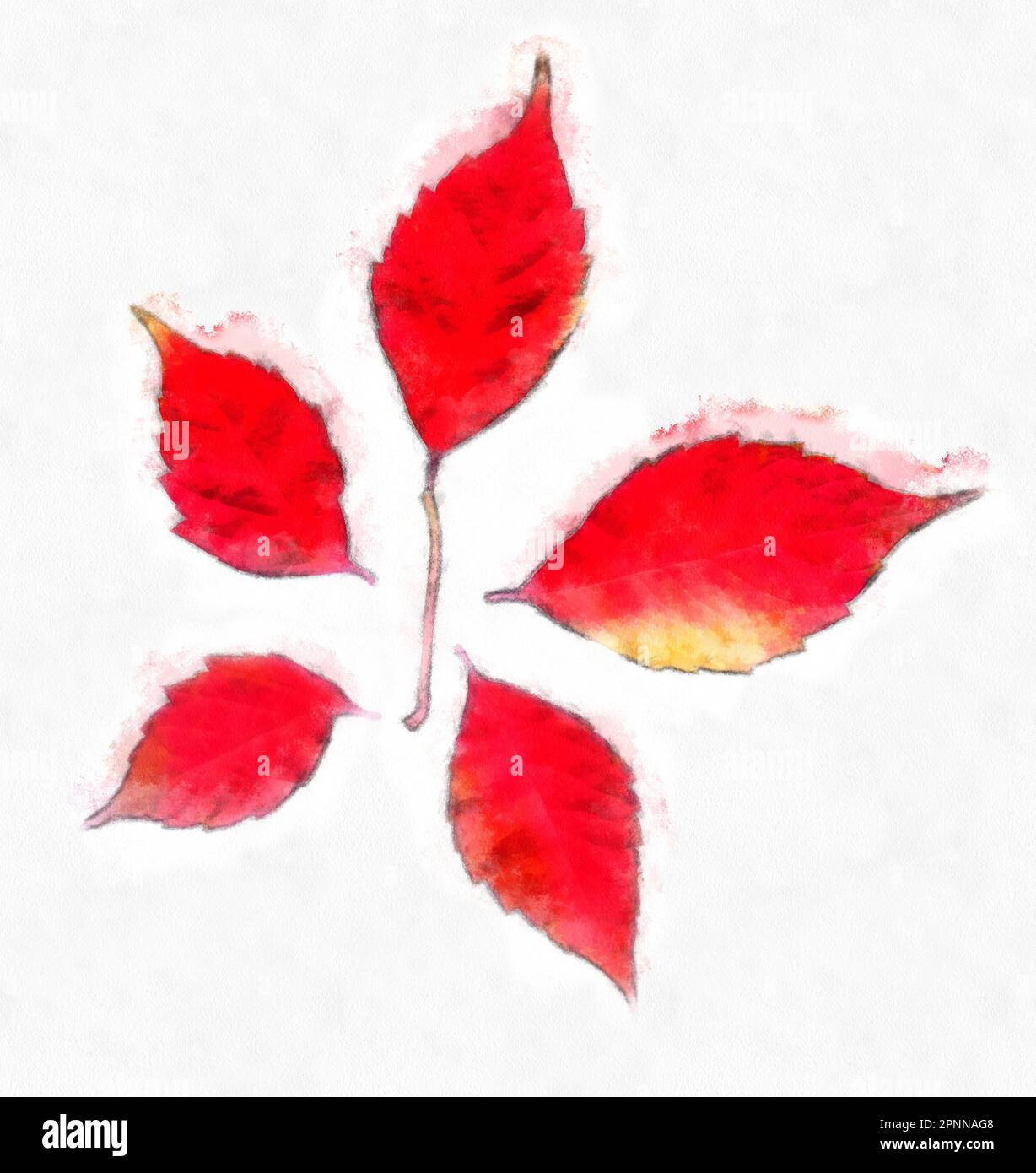 Bright red virginia creeper leaves, digital watercolor, photo ...