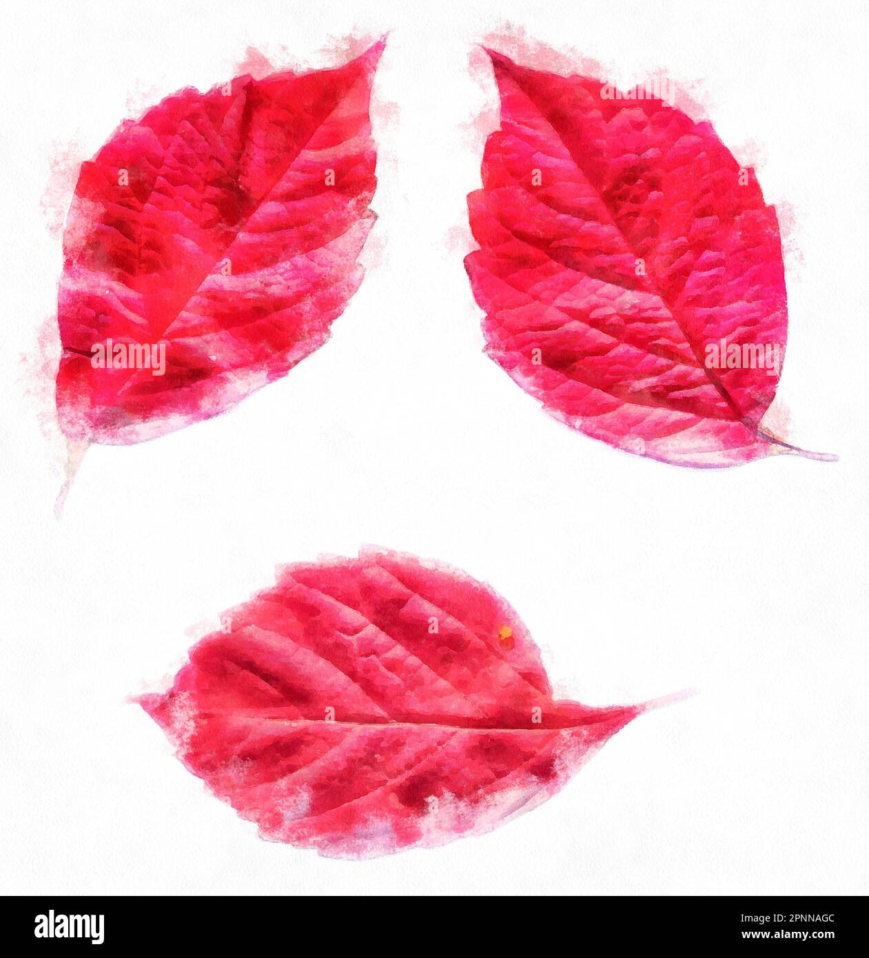 Bright red virginia creeper leaves, digital watercolor, photo ...