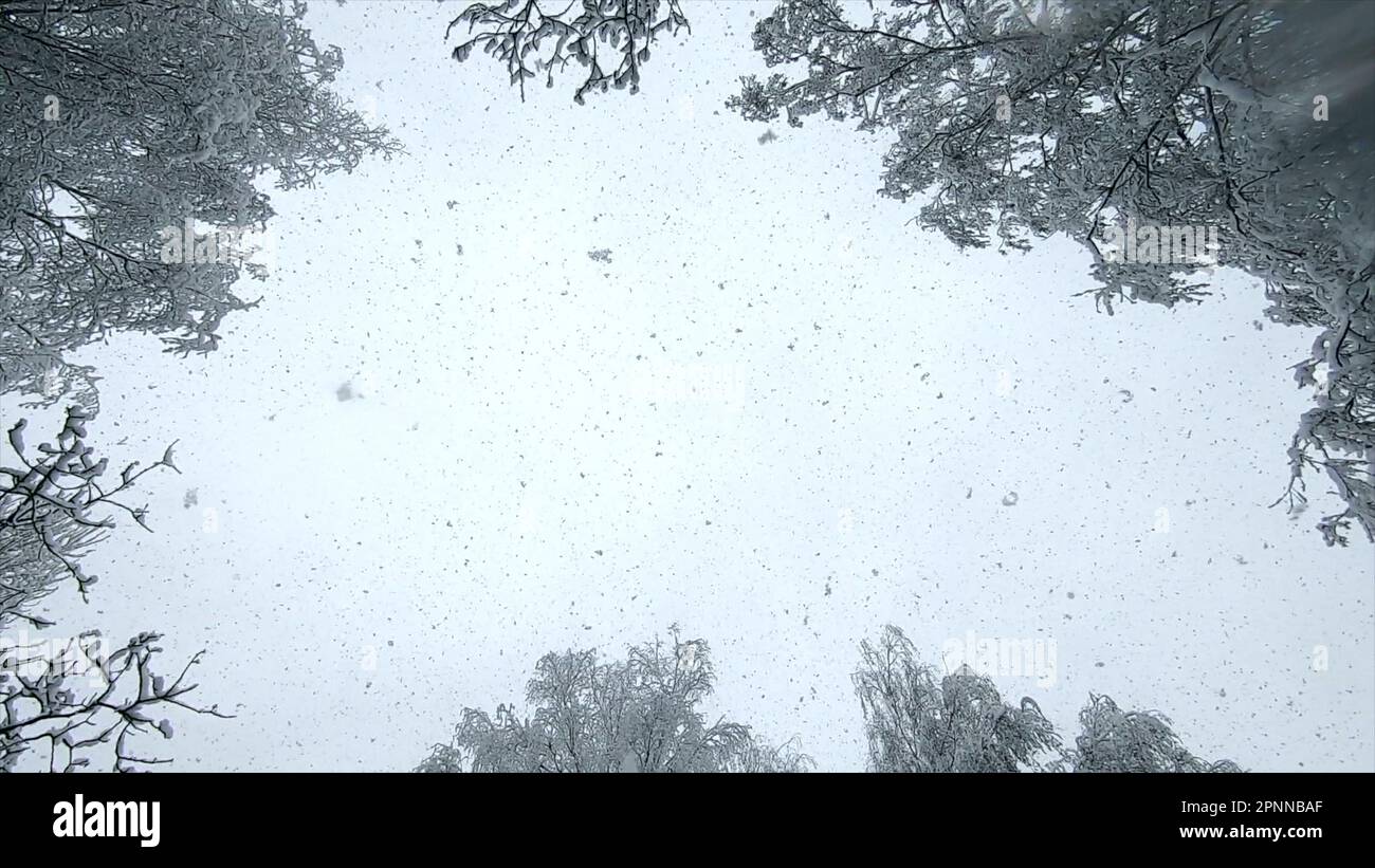 Falling snow from above. Snowfall. Snow falls in flakes vertically from ...