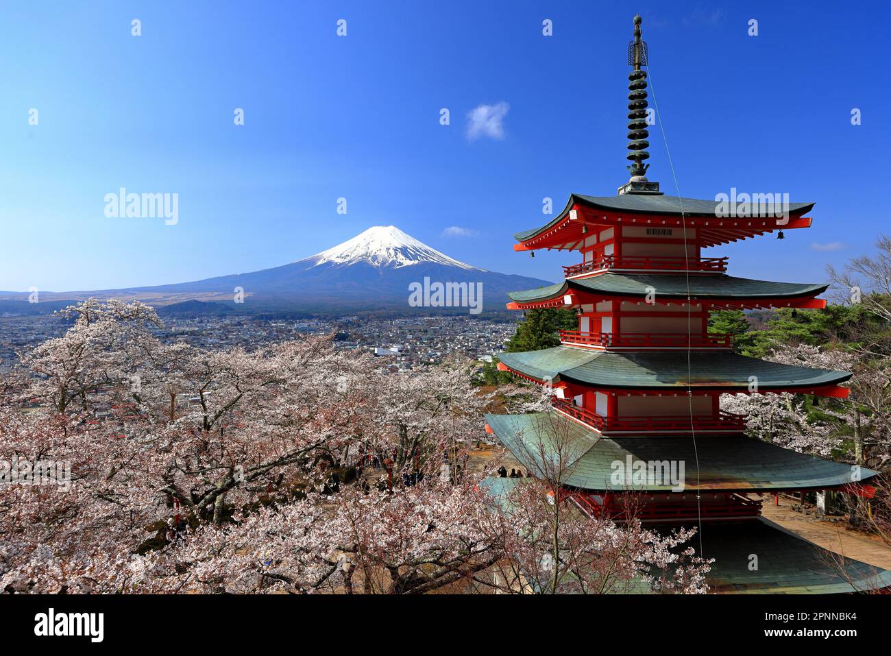 View of Mt. Fuji with cherry blossom (sakura ) in spring from ...