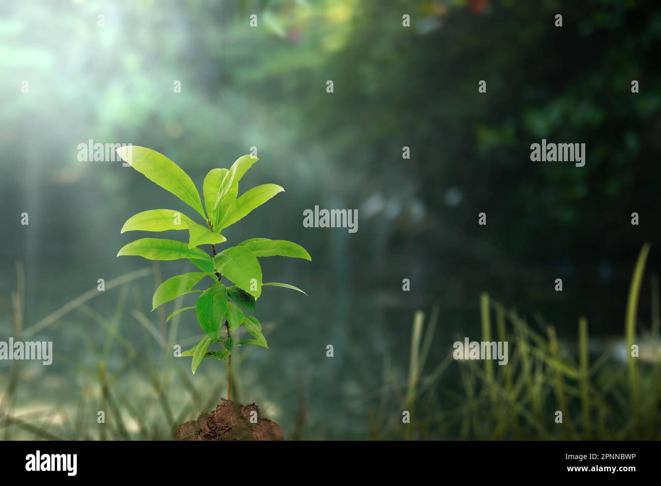 Growing leaf on the ground. World environment day concept Stock Photo ...