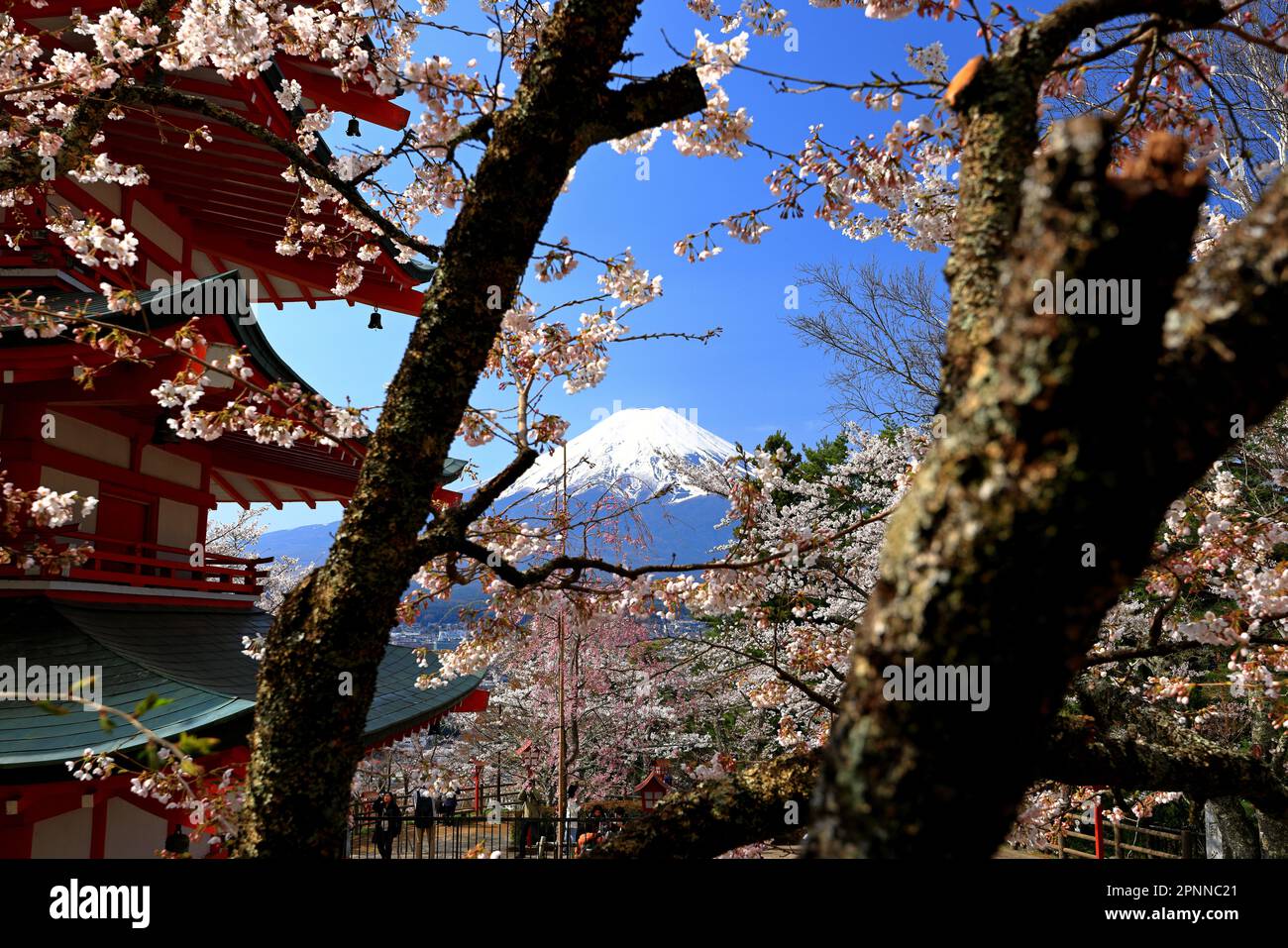 View of Mt. Fuji with cherry blossom (sakura ) in spring from ...