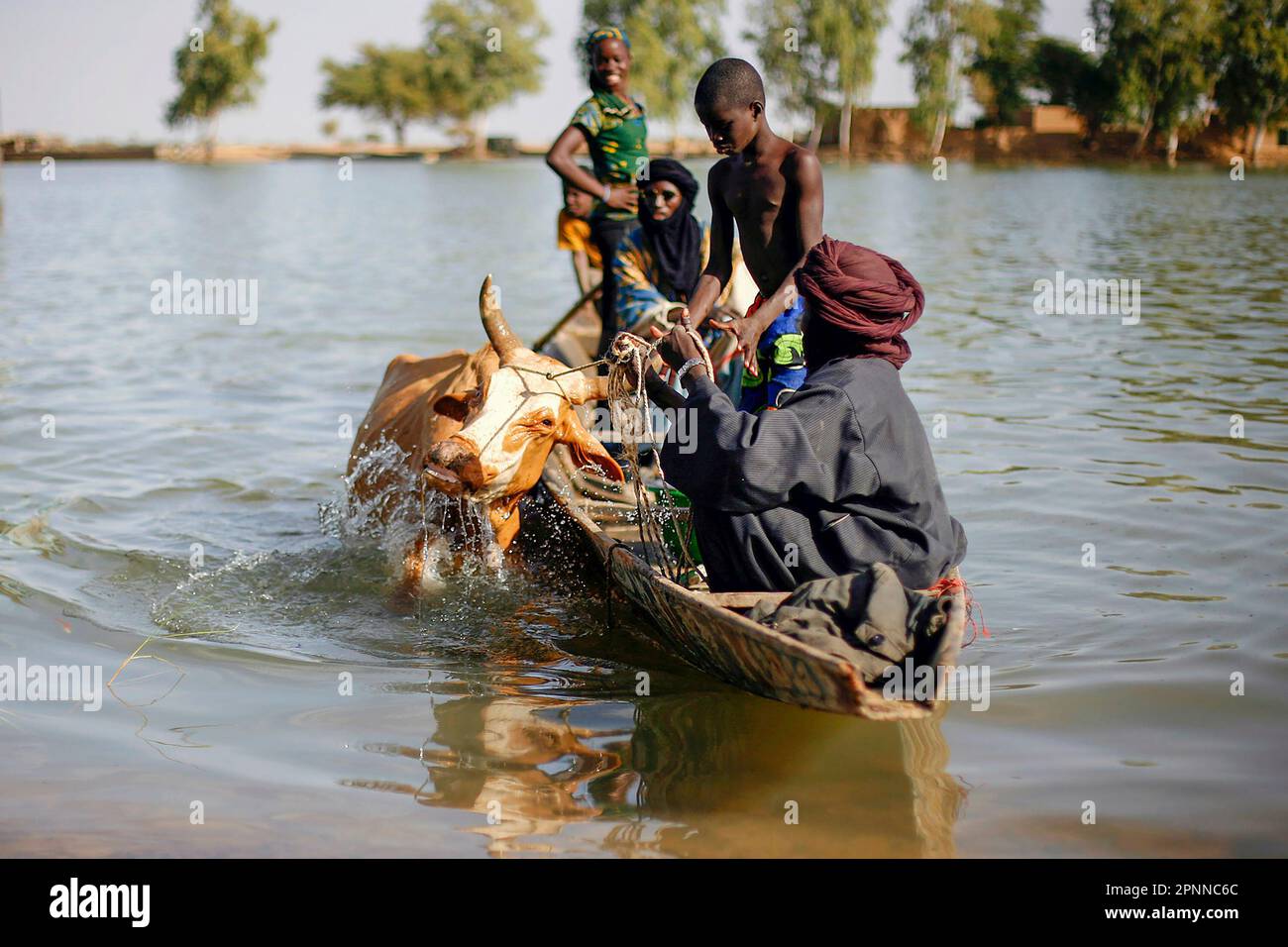 FILE - Malians bring a cow across the Niger river at Korioume Port ...