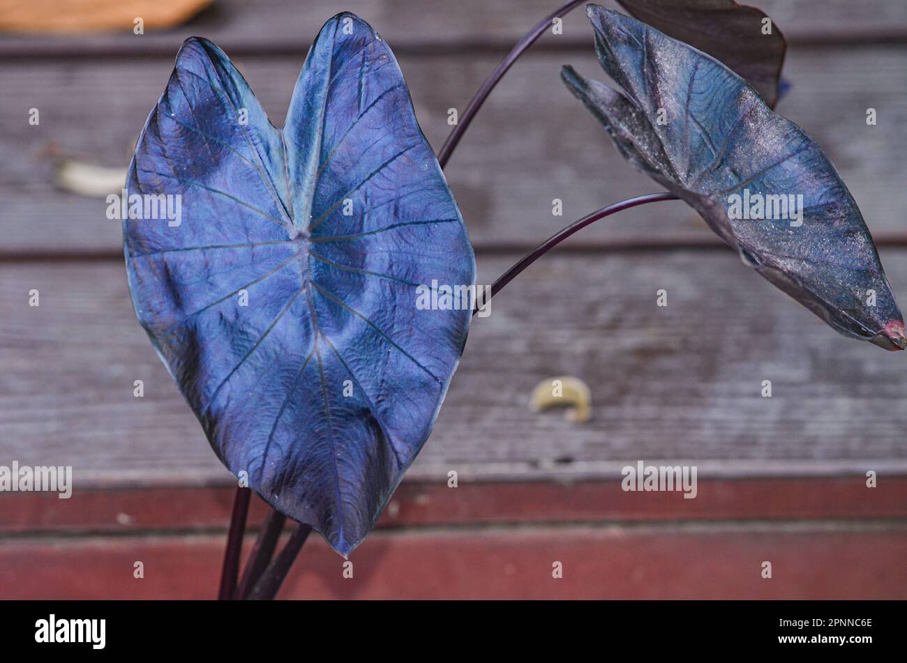 Beautiful colocasia black ripple in garden Stock Photo - Alamy
