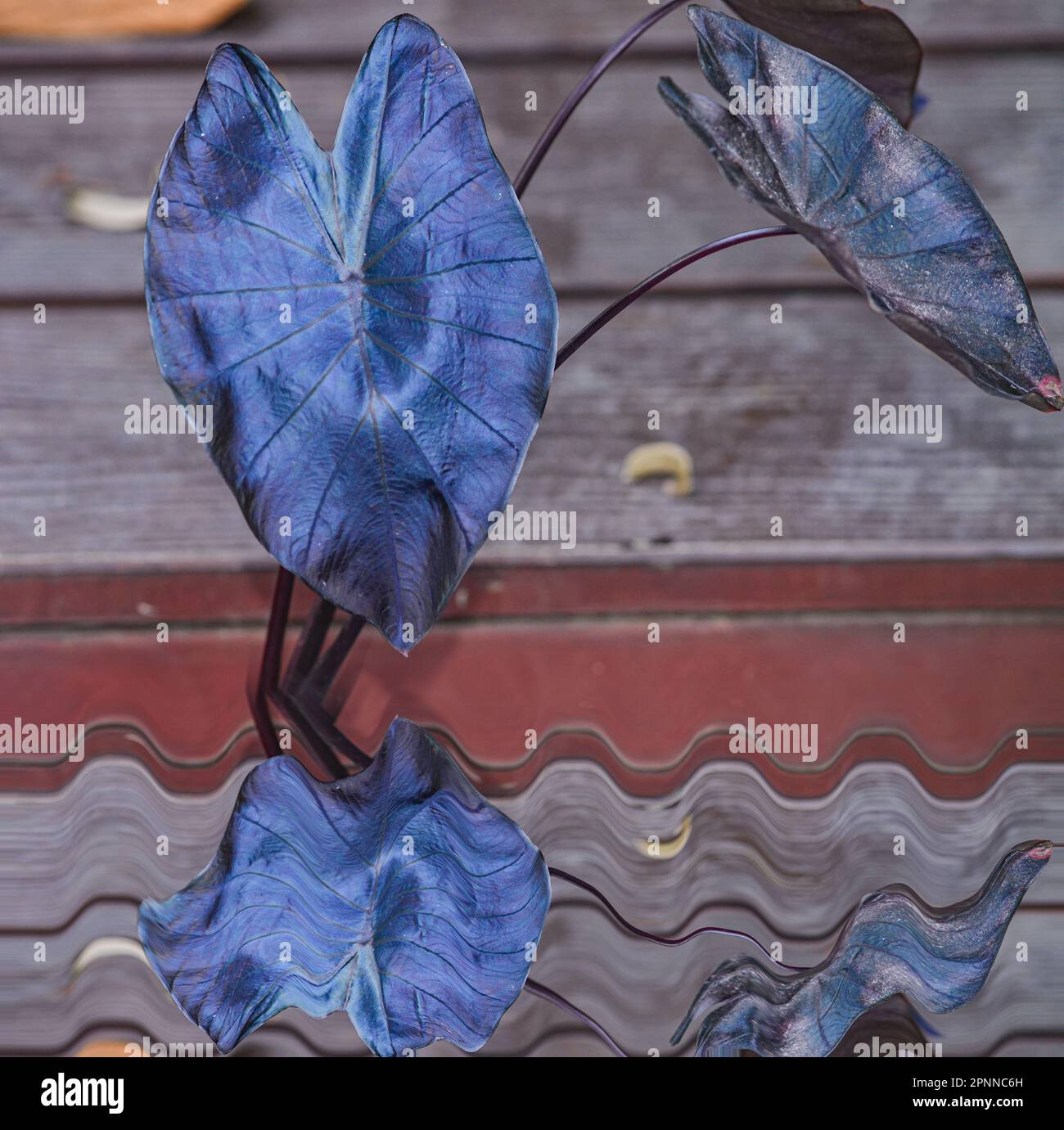 Water drop ripple leaf hi-res stock photography and images - Alamy