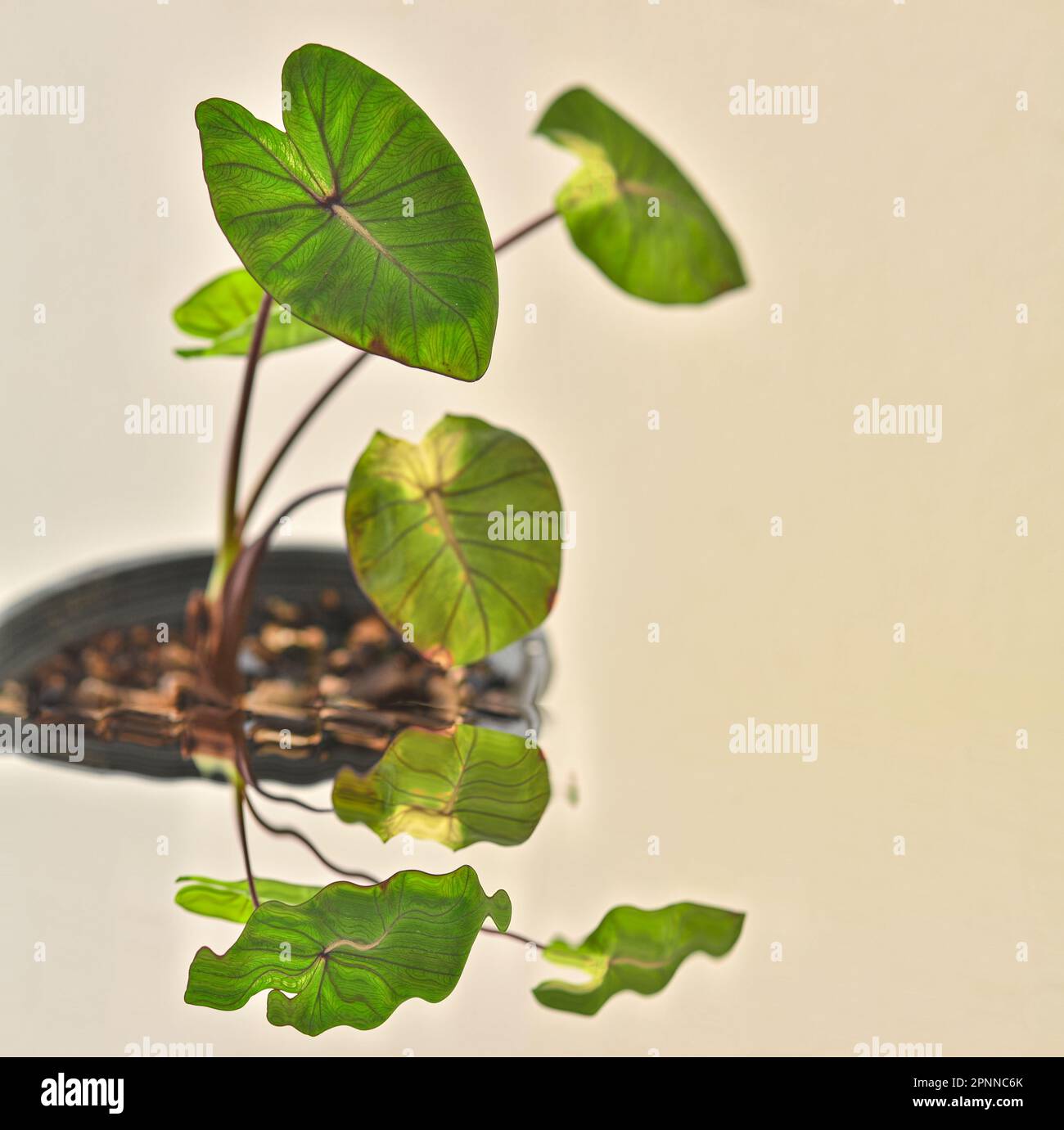 Beautiful Colocasia Tropical Storm with refect Stock Photo - Alamy