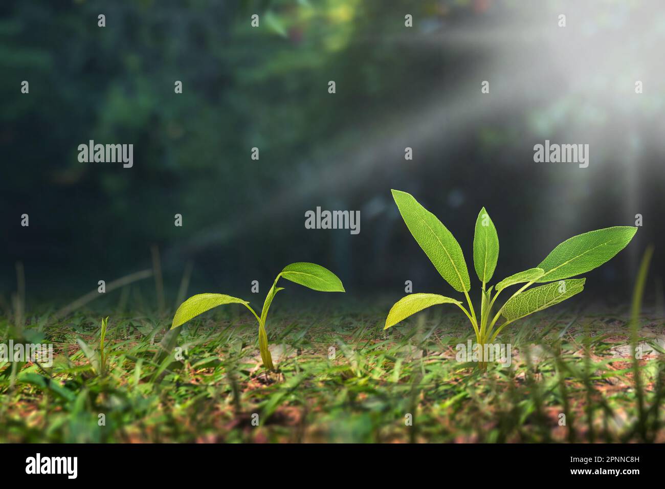 Growing leaf on the ground. World environment day concept Stock Photo ...