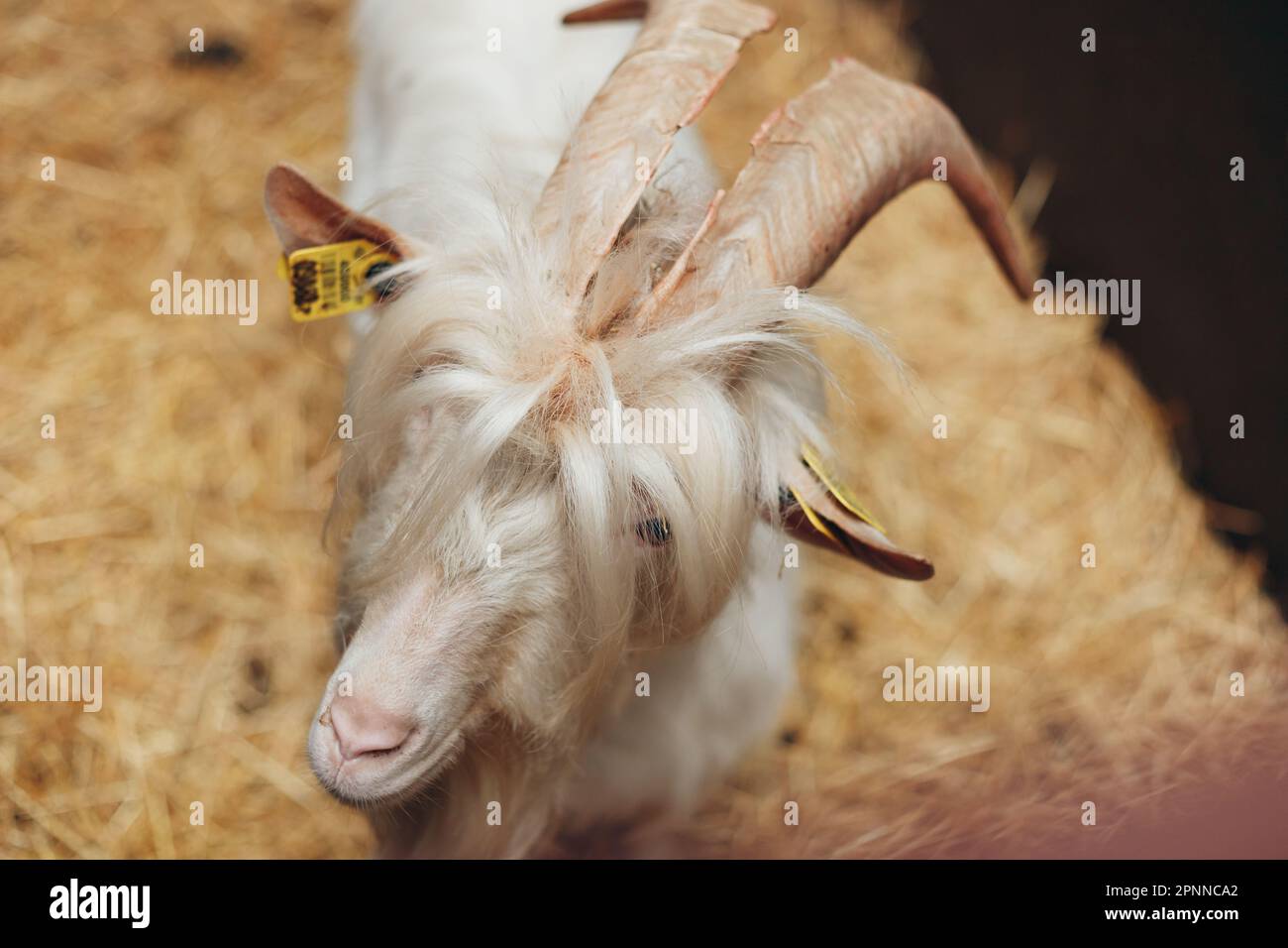 Dominator Goat Male with large Horns and Long Hairs Portrait at Farm in ...