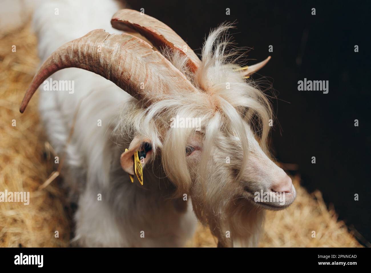 Alpha male large horns hi-res stock photography and images - Alamy
