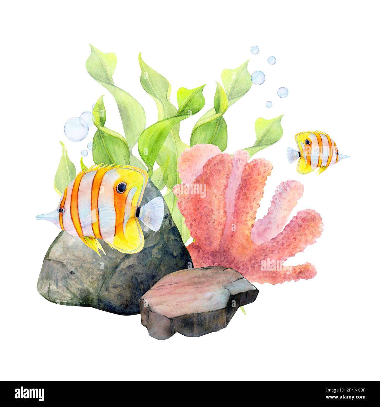 Watercolor drawing of ribbon algae, bottom stones, coral, air bubbles ...