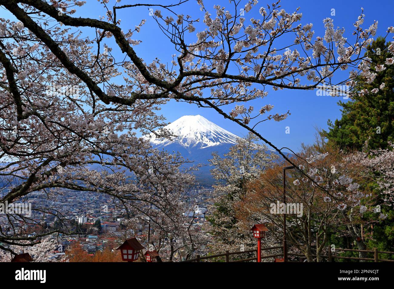 View of Mt. Fuji with cherry blossom (sakura ) in spring from ...