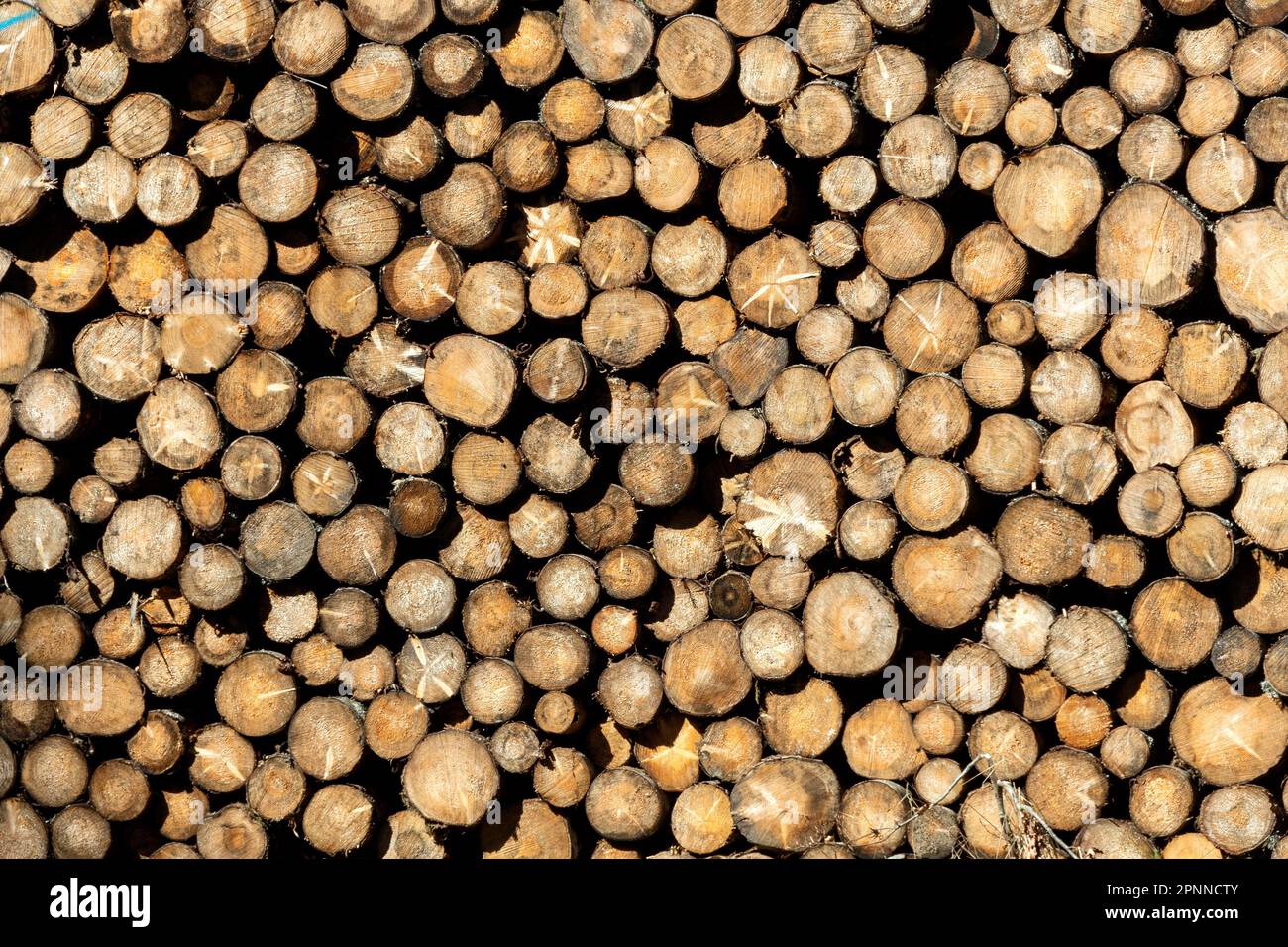 Piled trees hi-res stock photography and images - Alamy