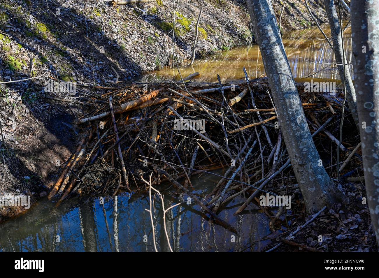 beaver dam in small stream Kumla Sweden Stock Photo - Alamy