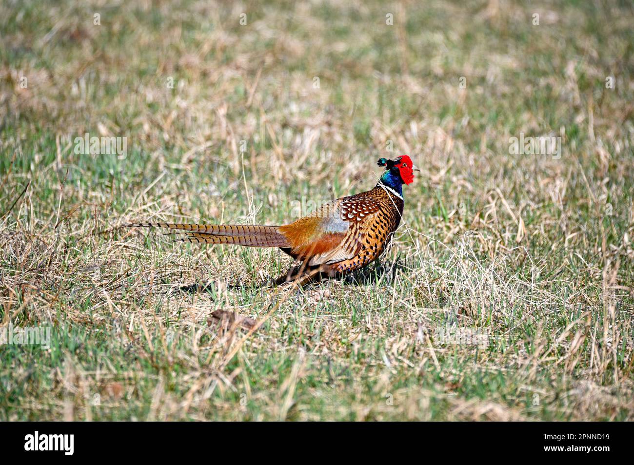 colorful male pheasant walking in dry grass Stock Photo - Alamy