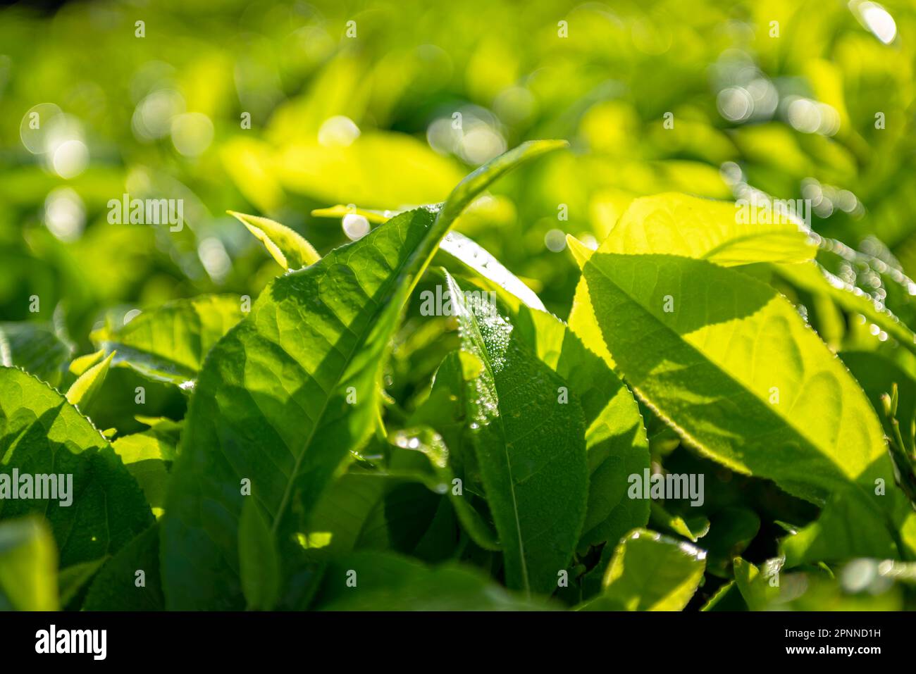 Closeup view of tea leaves on tea plantations Stock Photo - Alamy