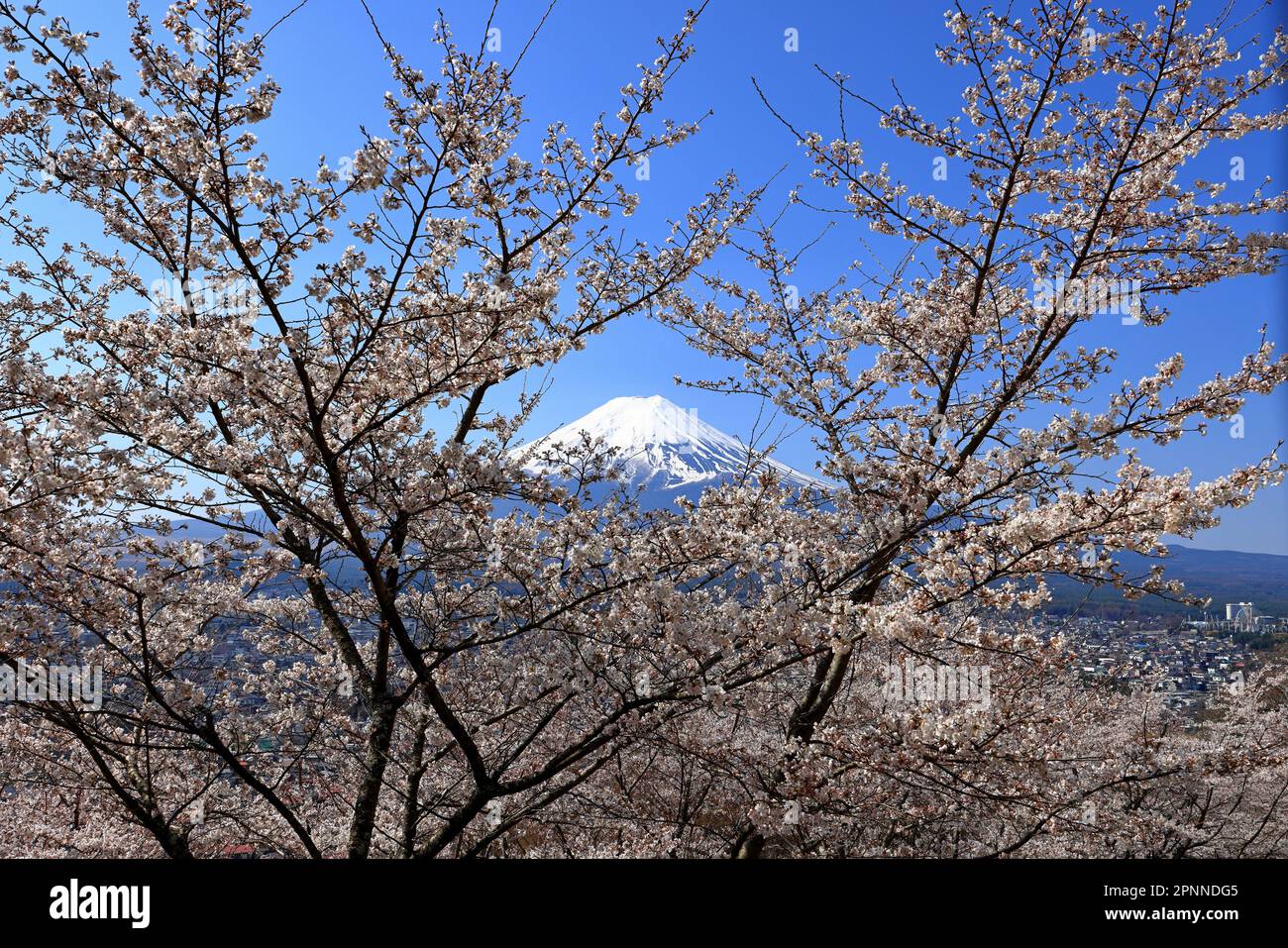 View of Mt. Fuji with cherry blossom (sakura ) in spring from ...