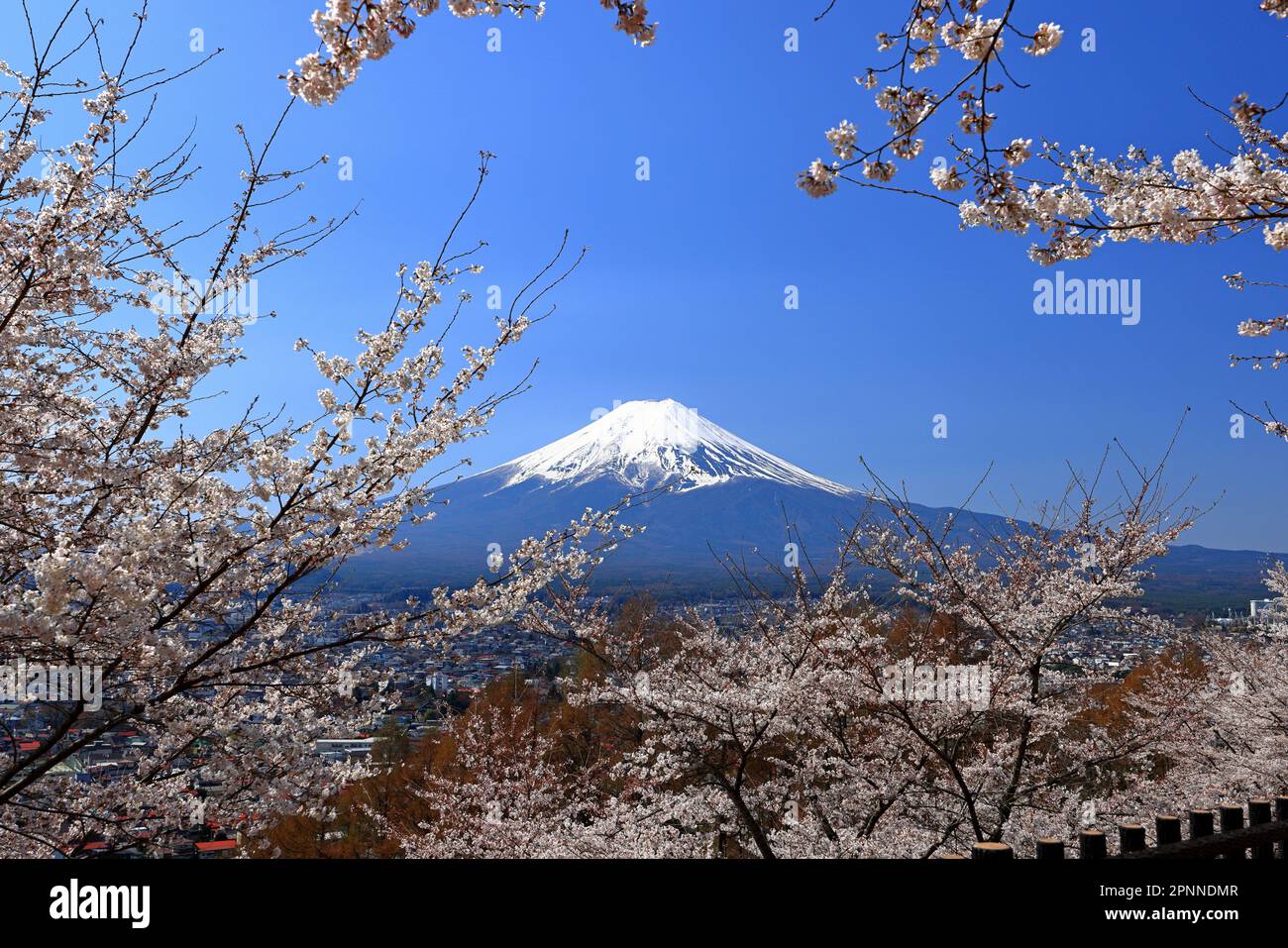 View of Mt. Fuji with cherry blossom (sakura ) in spring from ...