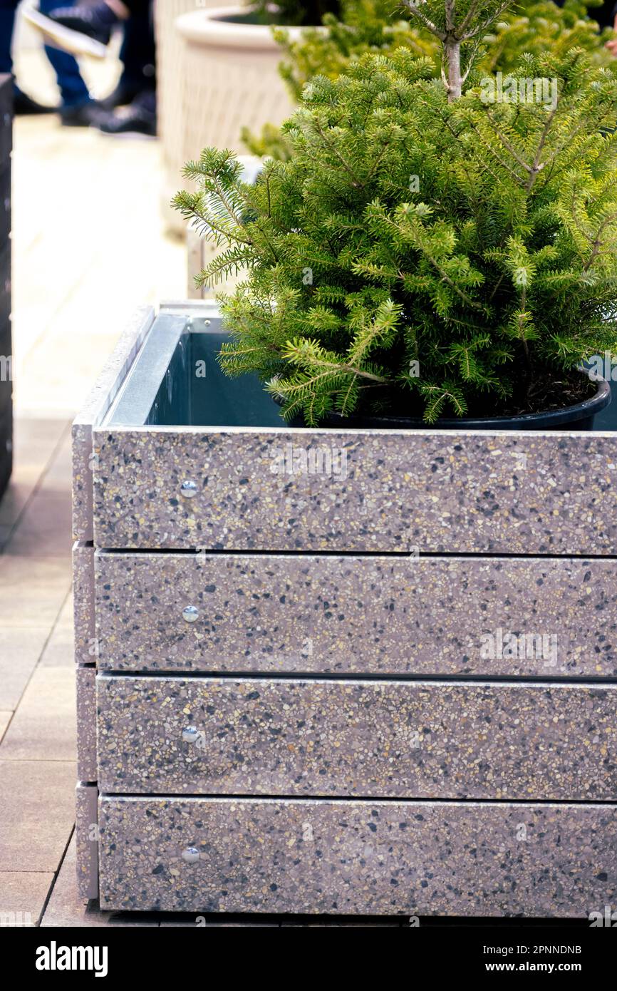 Flower cube of concrete with a decorative pine tree Stock Photo - Alamy