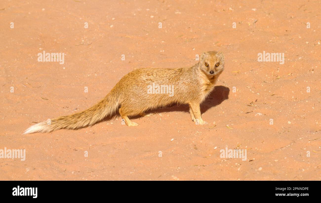 A yellow mongoose in the Kgalagadi Transfrontier Park, situated in the ...