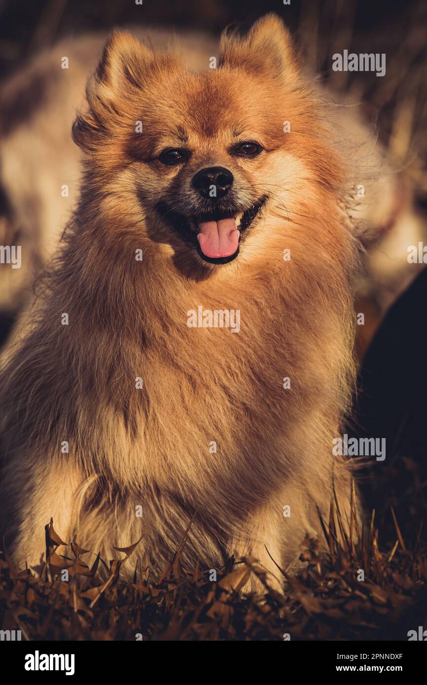 German giant spitz hi-res stock photography and images - Alamy