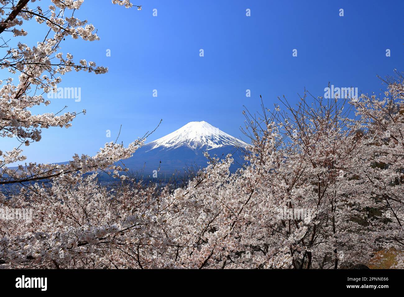 View of Mt. Fuji with cherry blossom (sakura ) in spring from ...