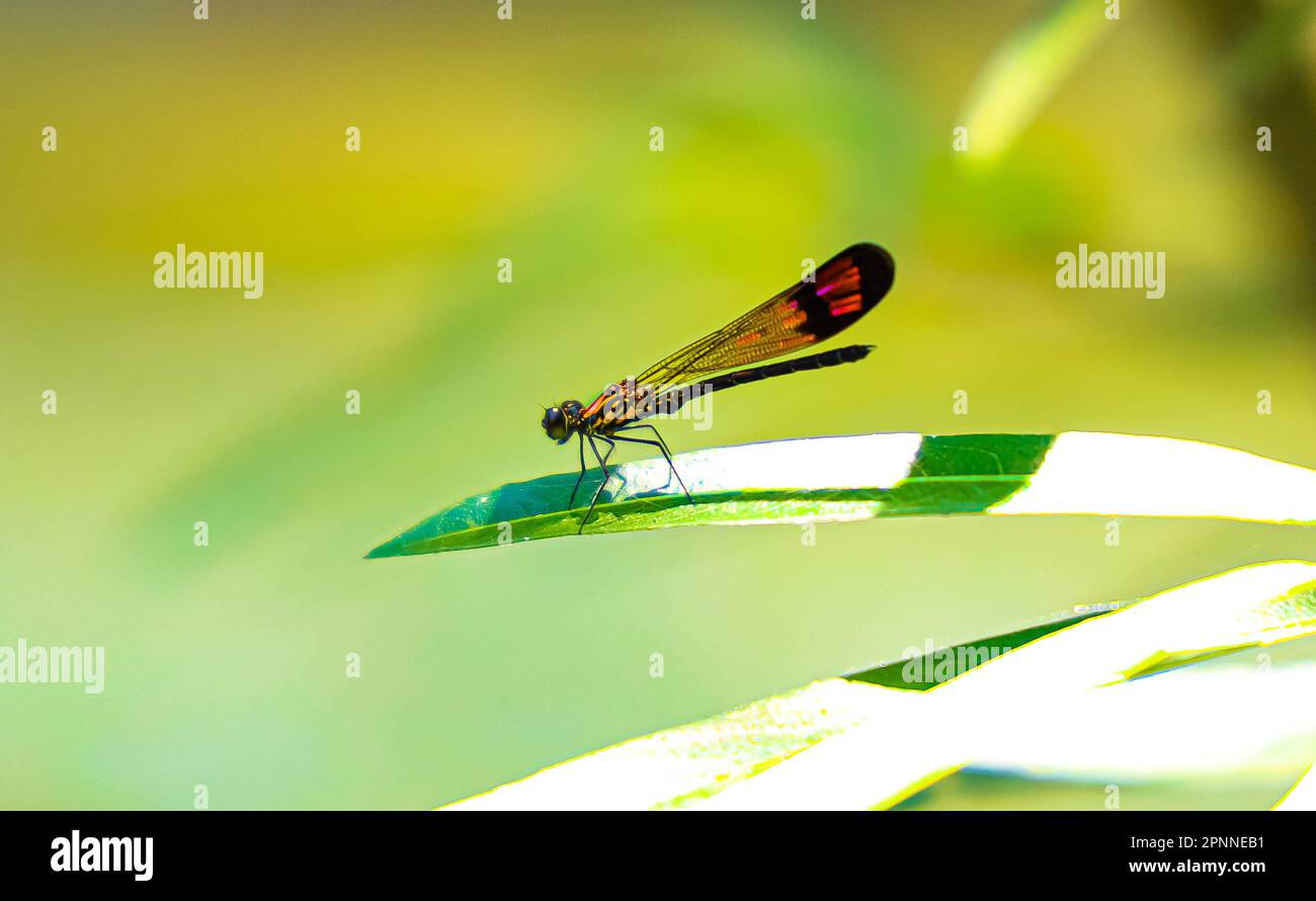 Butterfly flys hi-res stock photography and images - Alamy