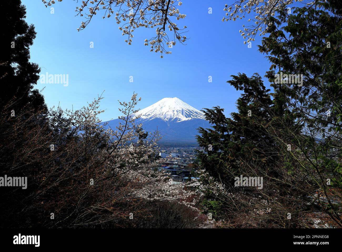 View of Mt. Fuji with cherry blossom (sakura ) in spring from ...