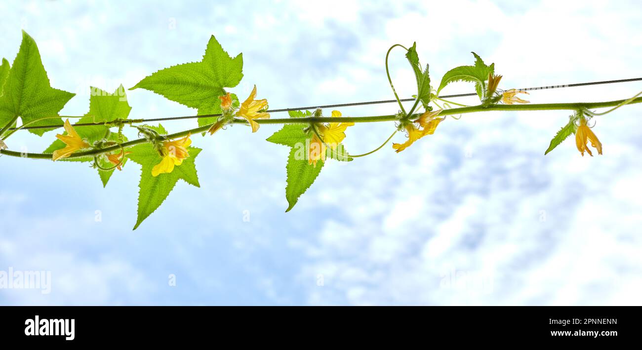Natural cucumber grows in a greenhouse. Growing fresh vegetables on sky ...