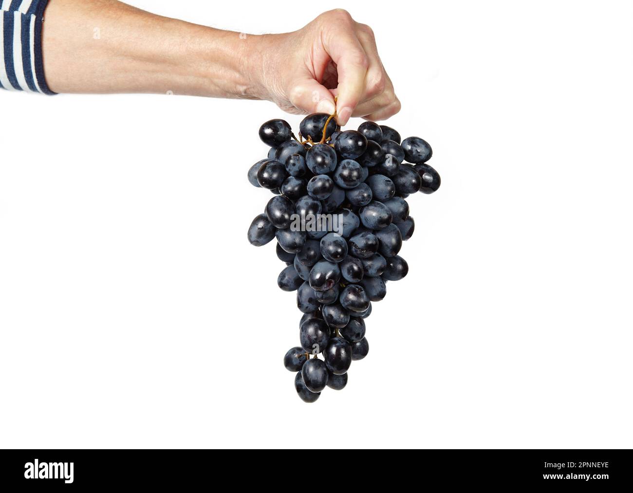 Men's hand holding a bunch of grapes isolated white background. Branch of ripe blue grape, space ...