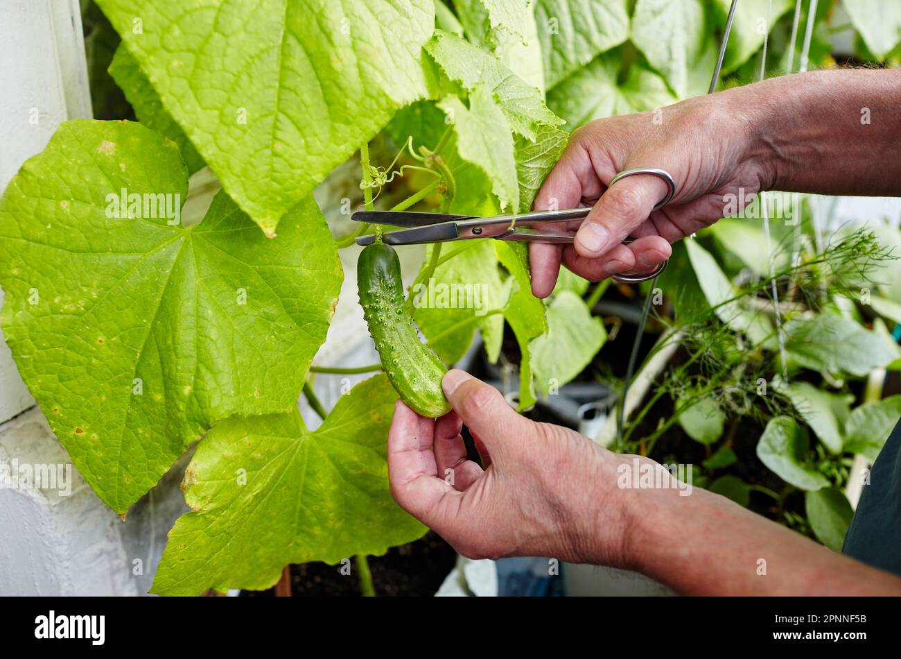 Men's hands harvests cuts the cucumber with scissors. Farmer man ...