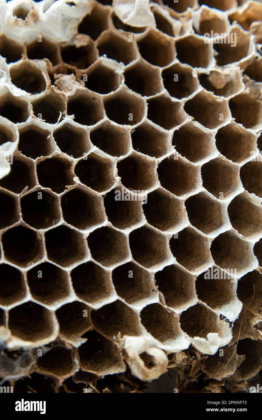 Close-up of a honeycomb structure showcasing intricate hexagonal cells ...