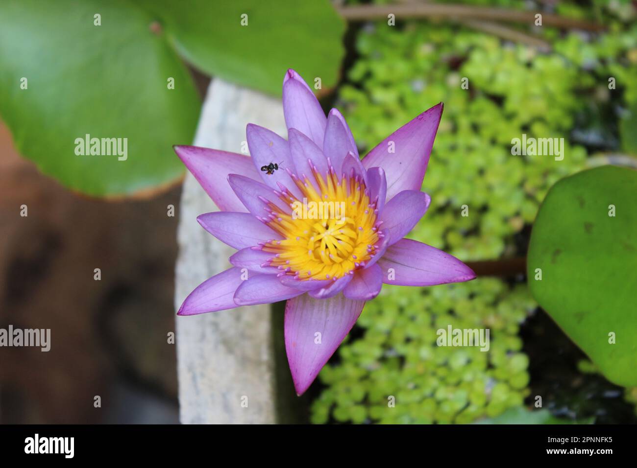 Blue Water Lily Flower | Blue Lotus (Not Edited or Color changed Stock ...