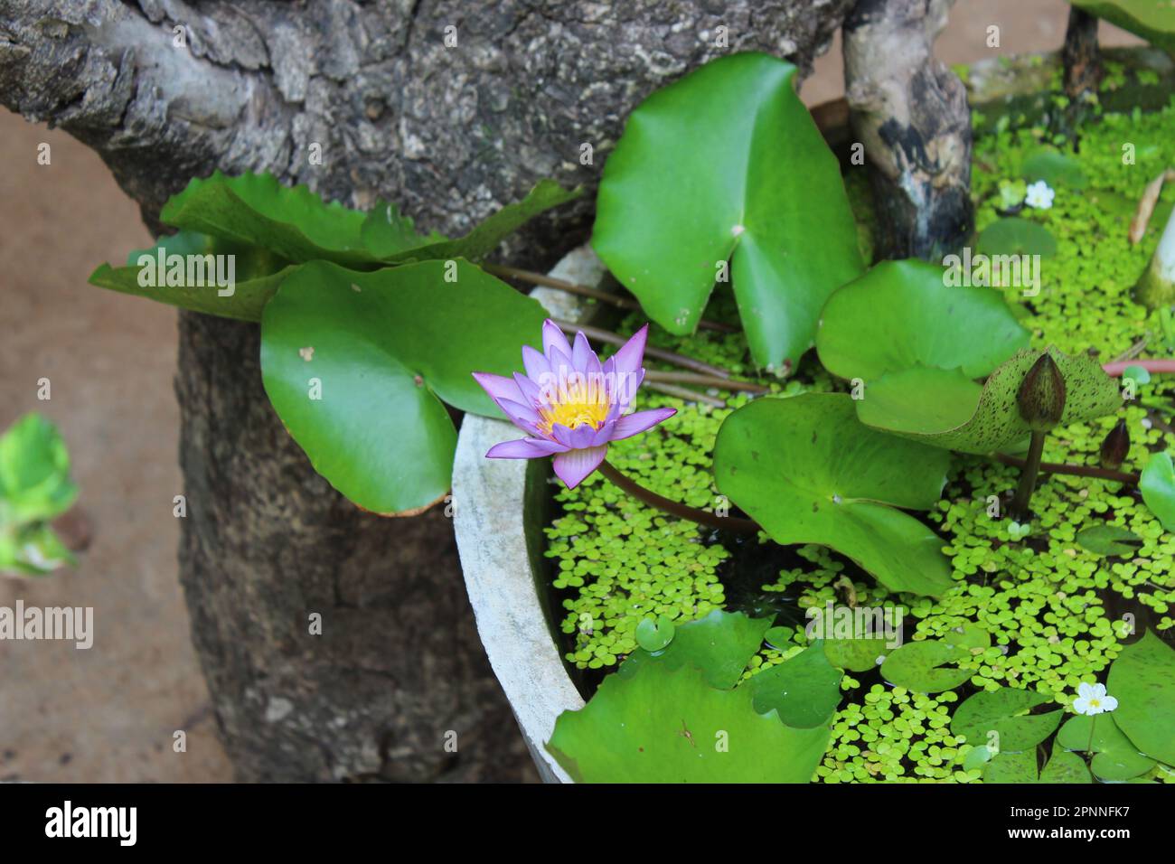 Blue Water Lily Flower | Blue Lotus (Not Edited or Color changed Stock ...