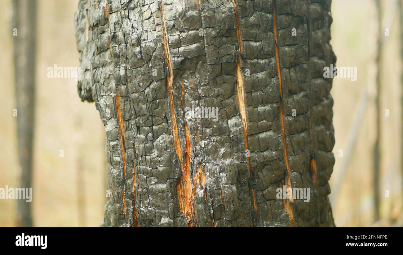 Forest after fire flame wild drought dry black earth ground vegetation ...