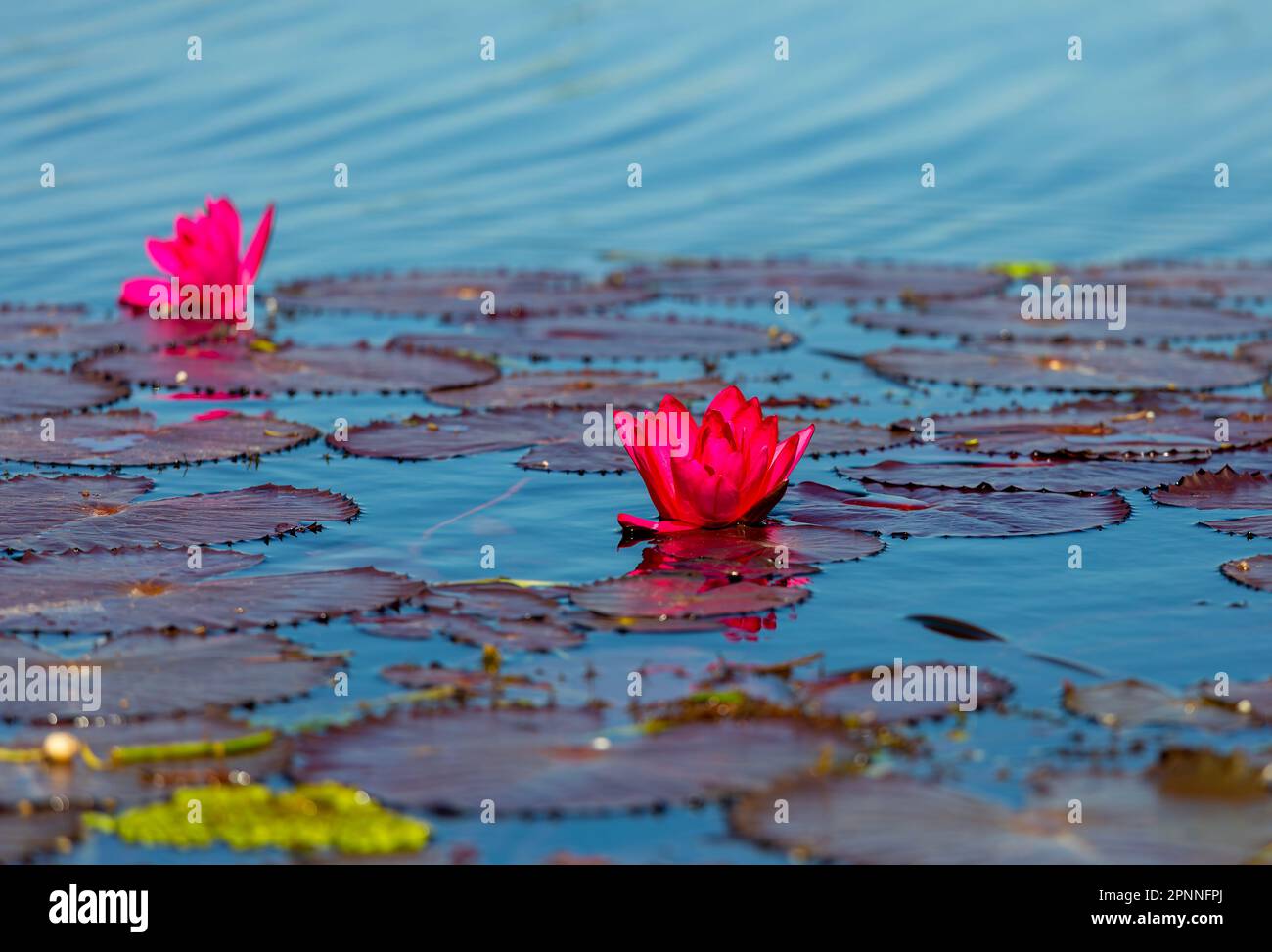 Pink Lotus Flower Or Water Lily Floating On The Water, Myanmar Stock ...
