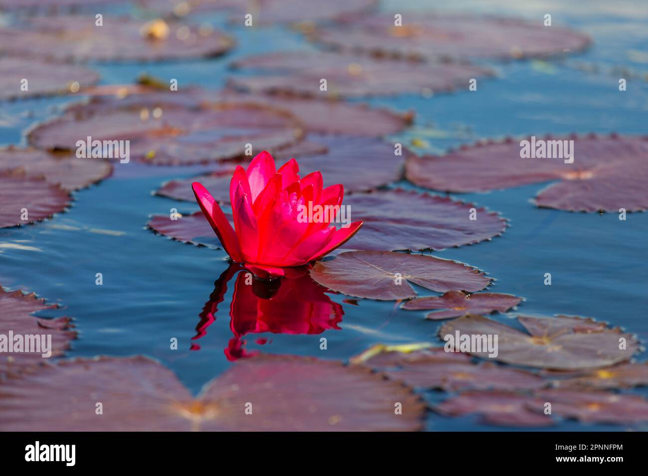 Pink Lotus Flower Or Water Lily Floating On The Water, Myanmar Stock ...
