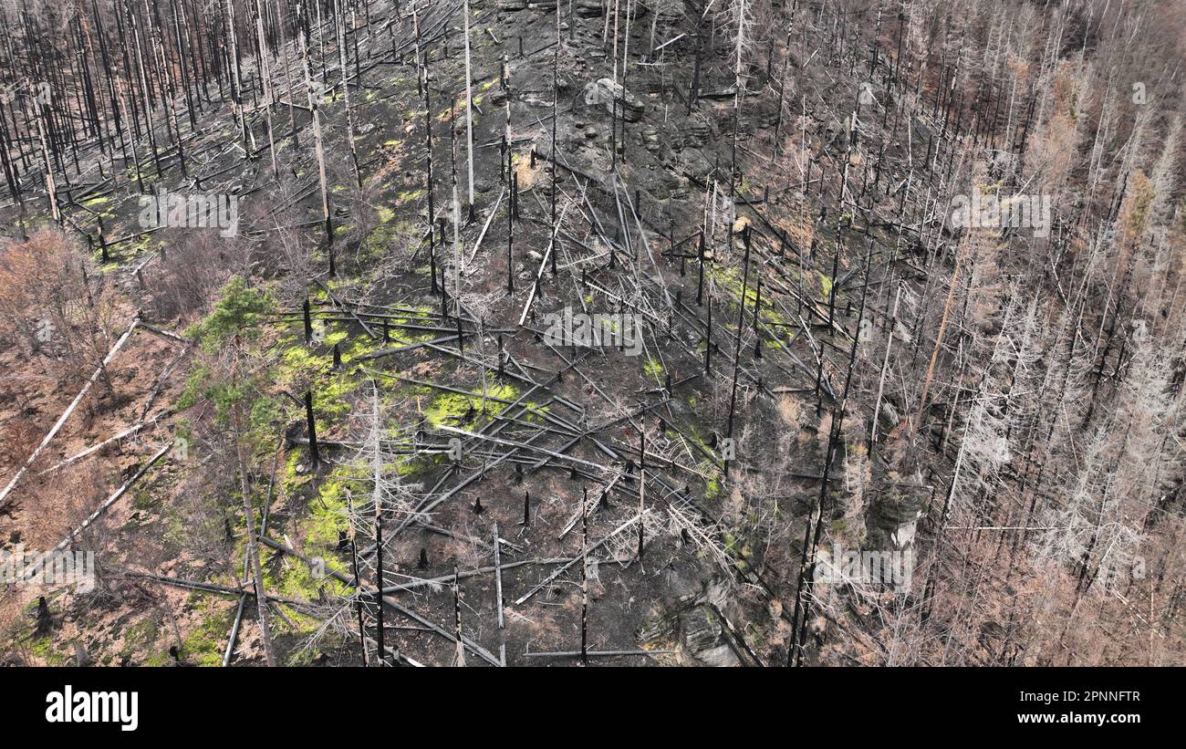 Forest after fire flame drone aerial video wild drought dry black earth ...