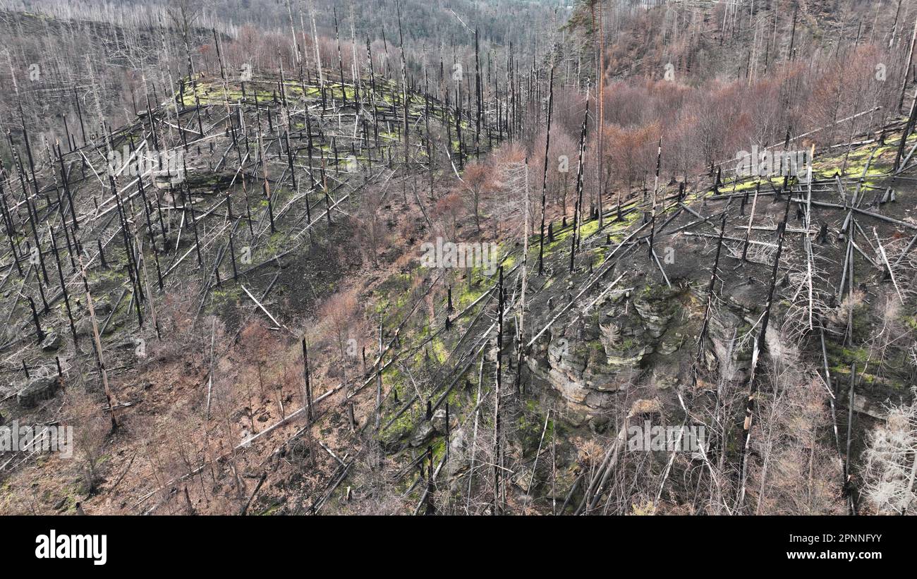 Forest after fire flame drone aerial video wild drought dry black earth ...