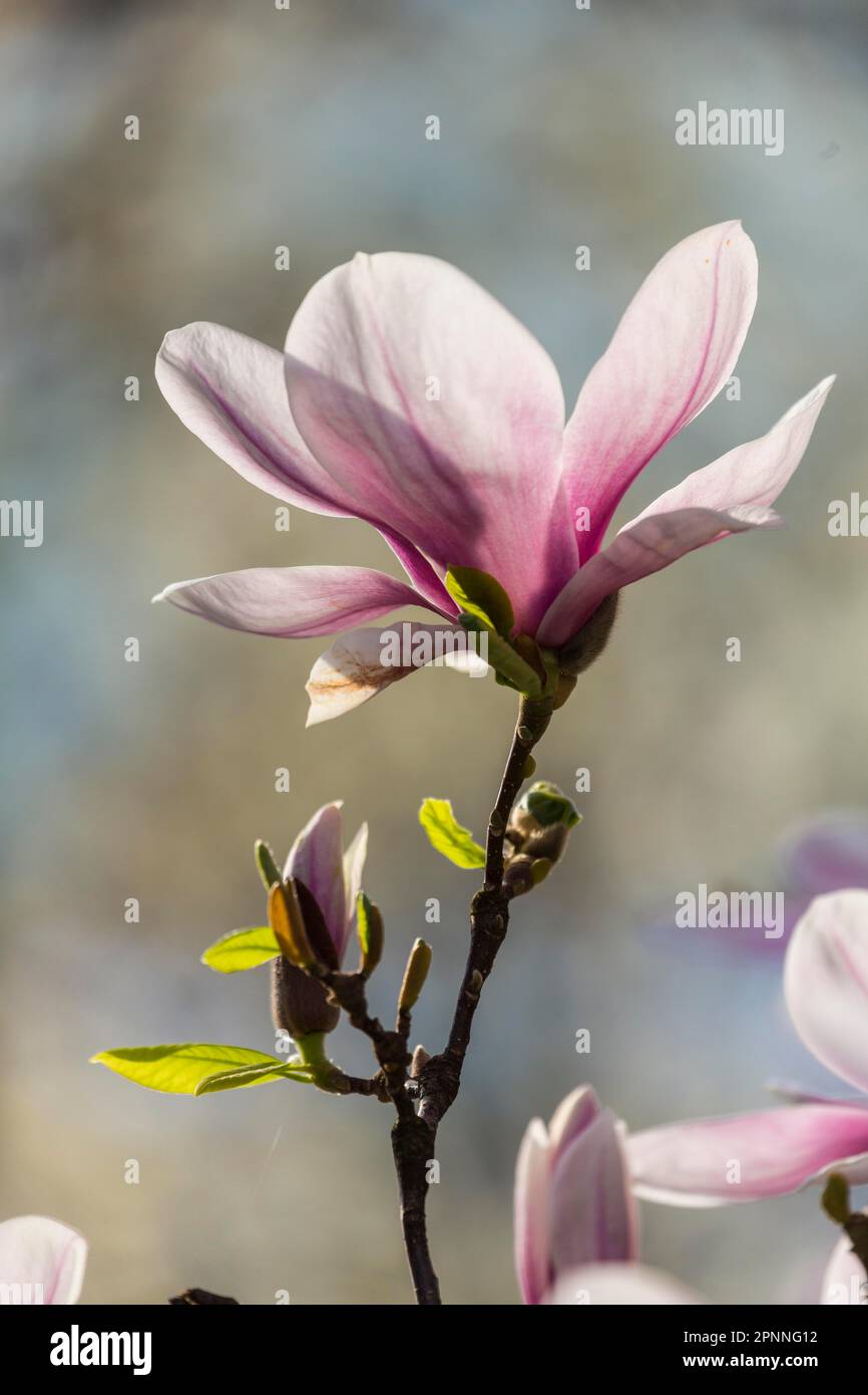 Flowering magnolia, in spring 70 magnolias (Magnolia) blossom in the ...