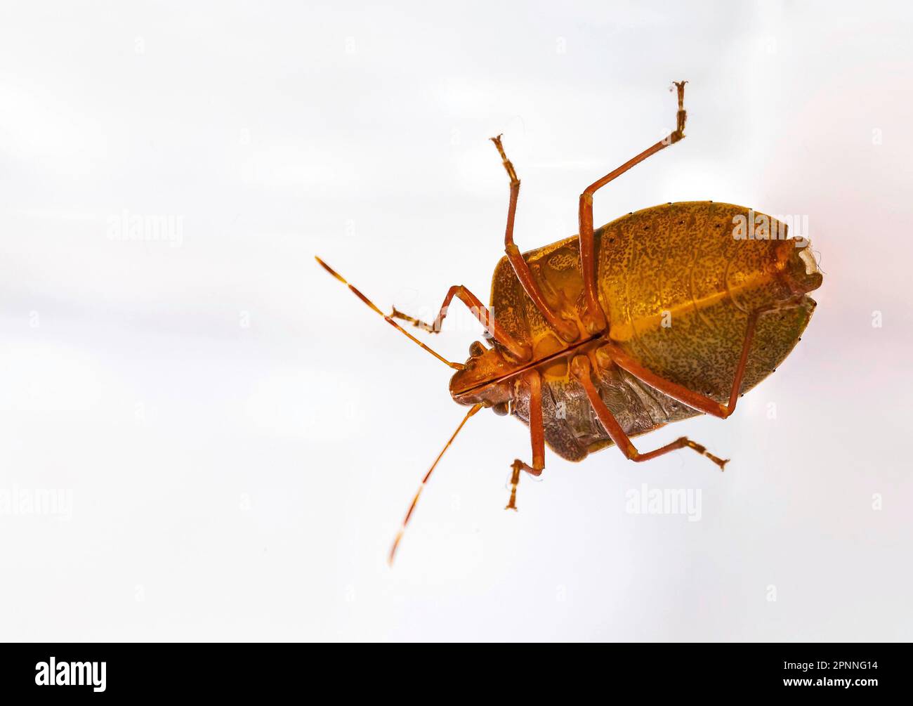 Bug (gr. Heteroptera) studio shot, close-up, Baden-Wuerttemberg ...