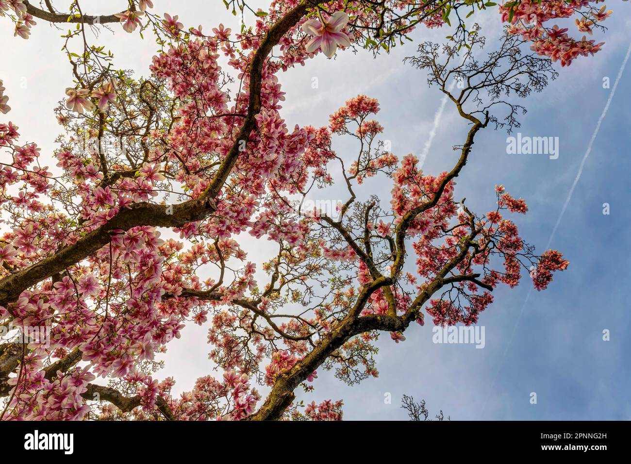 Flowering magnolia, in spring 70 magnolias (Magnolia) blossom in the ...