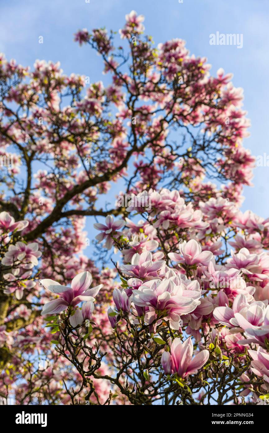 Flowering magnolia, in spring 70 magnolias (Magnolia) blossom in the ...