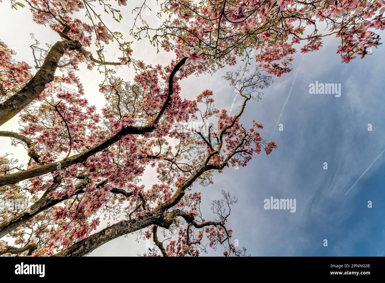 Flowering magnolia, in spring 70 magnolias (Magnolia) blossom in the ...