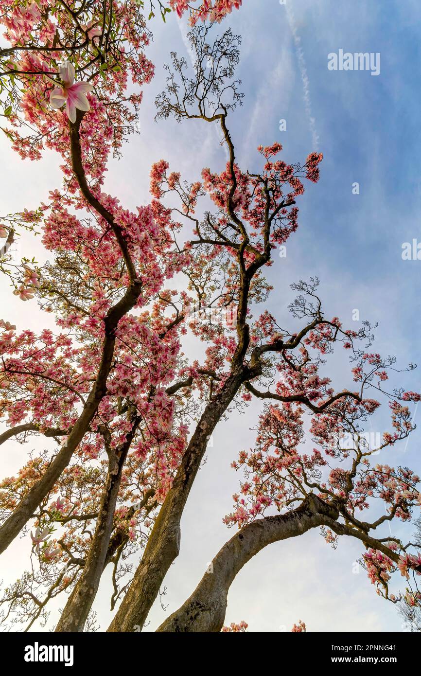 Flowering magnolia, in spring 70 magnolias (Magnolia) blossom in the ...