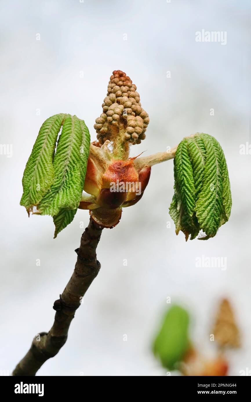 Chestnut tree in spring, Germany Stock Photo - Alamy